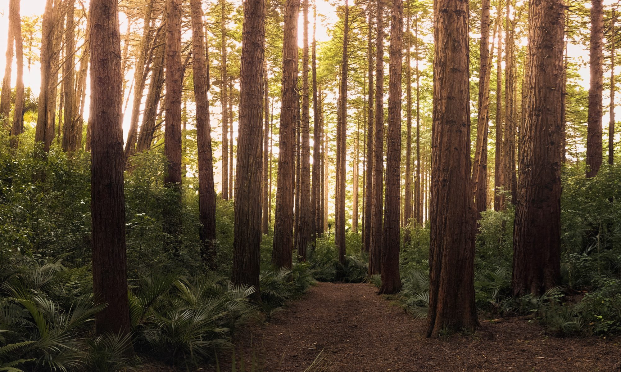 cropped-conifer-daylight-environment-572688.jpg – wesleyscholar.com